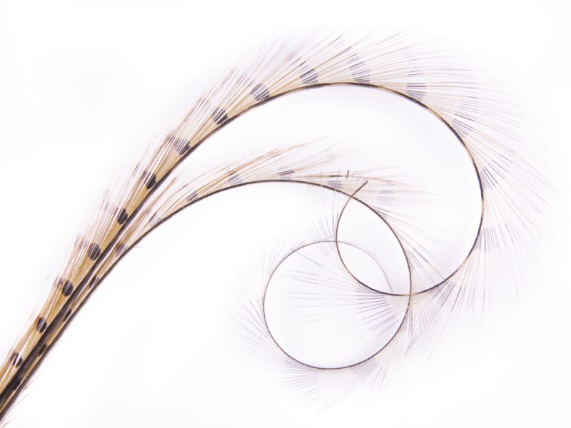 A Double feather curl mount for hats and fascinators in a range of colours