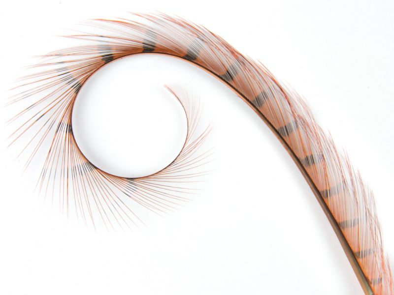 Millinery Supplies | Coloured Feather Curl Accessory for Hats & Fascinators
