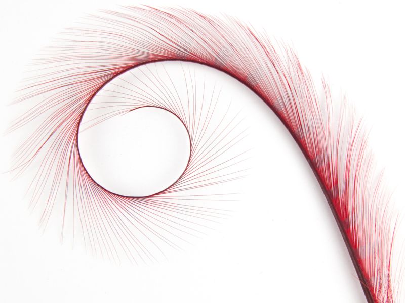 Millinery Supplies | Coloured Feather Curl Accessory for Hats & Fascinators