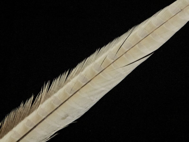 Pheasant Feather Pen Set