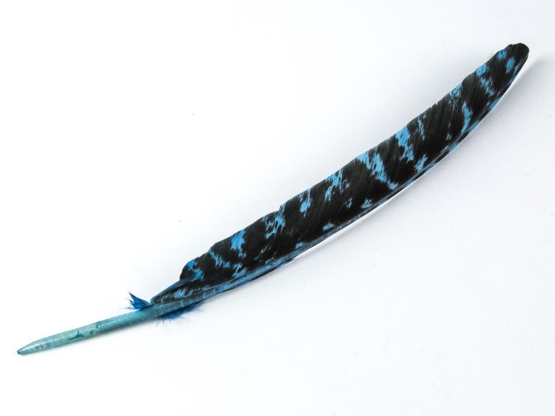 Zebra Pointer Pen, Naturally Striped Turkey wing feather with deluxe ...