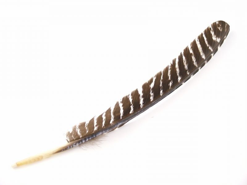 Zebra Pointer Pen, Naturally Striped Turkey wing feather with deluxe ...