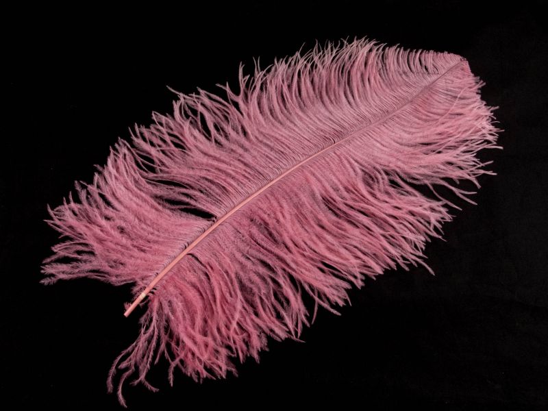 Extra Long Ostrich Premium Wing feathers
