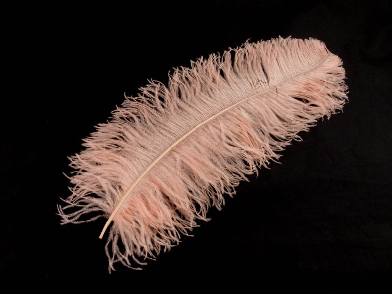 Extra Long Ostrich Premium Wing feathers