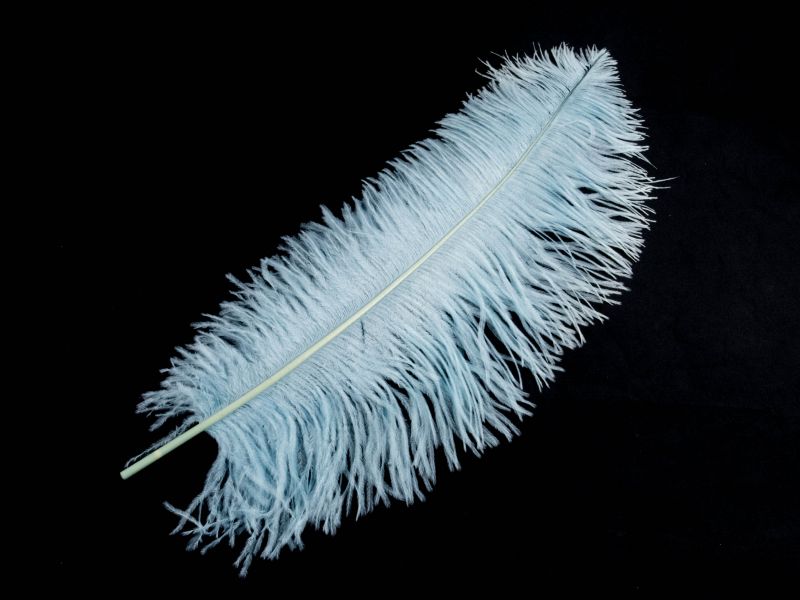 Extra Long Ostrich Premium Wing feathers