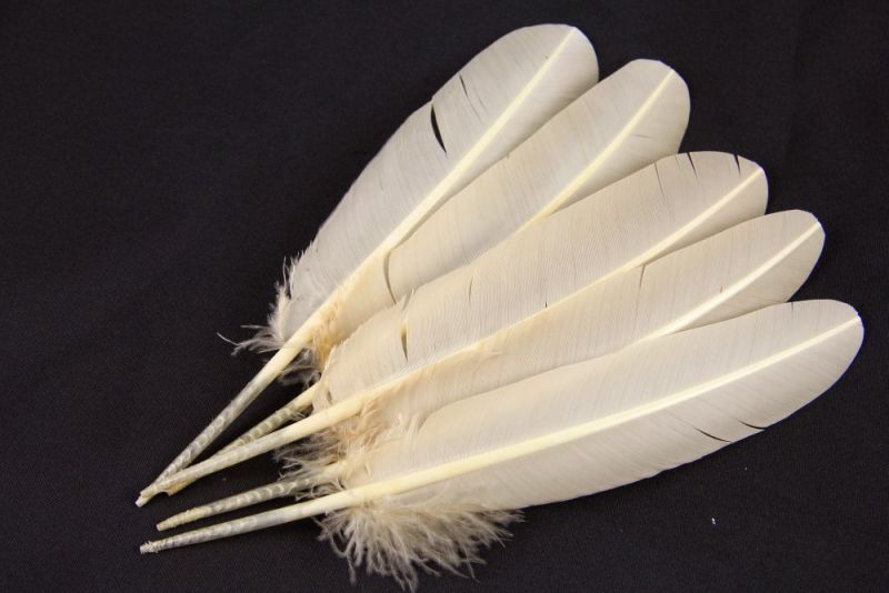 Feather Pens | Traditional Hand Cut Quill