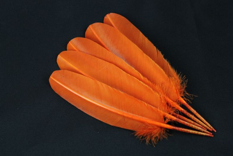 Feather Pens | Traditional Hand Cut Quill