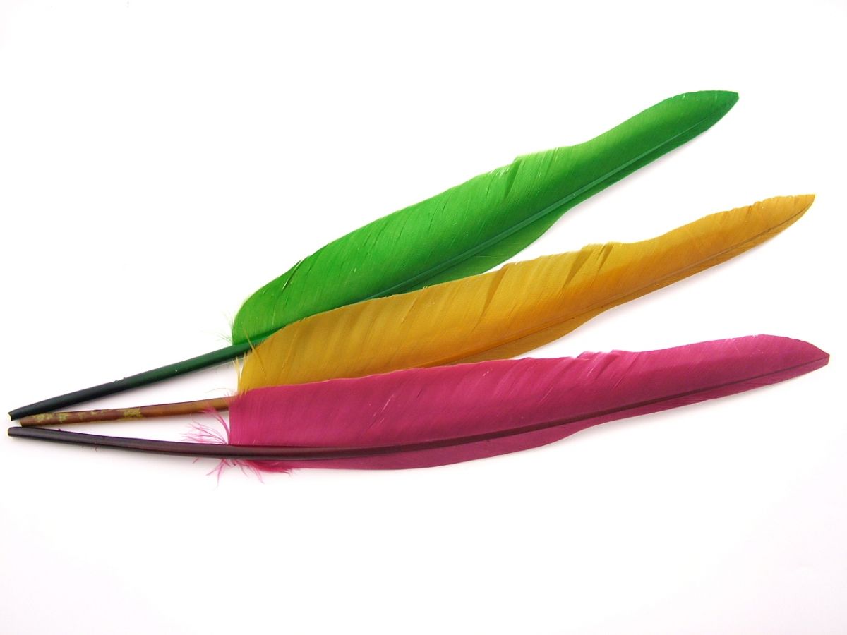 Goose wing feathers for costumes, pens and angel wings