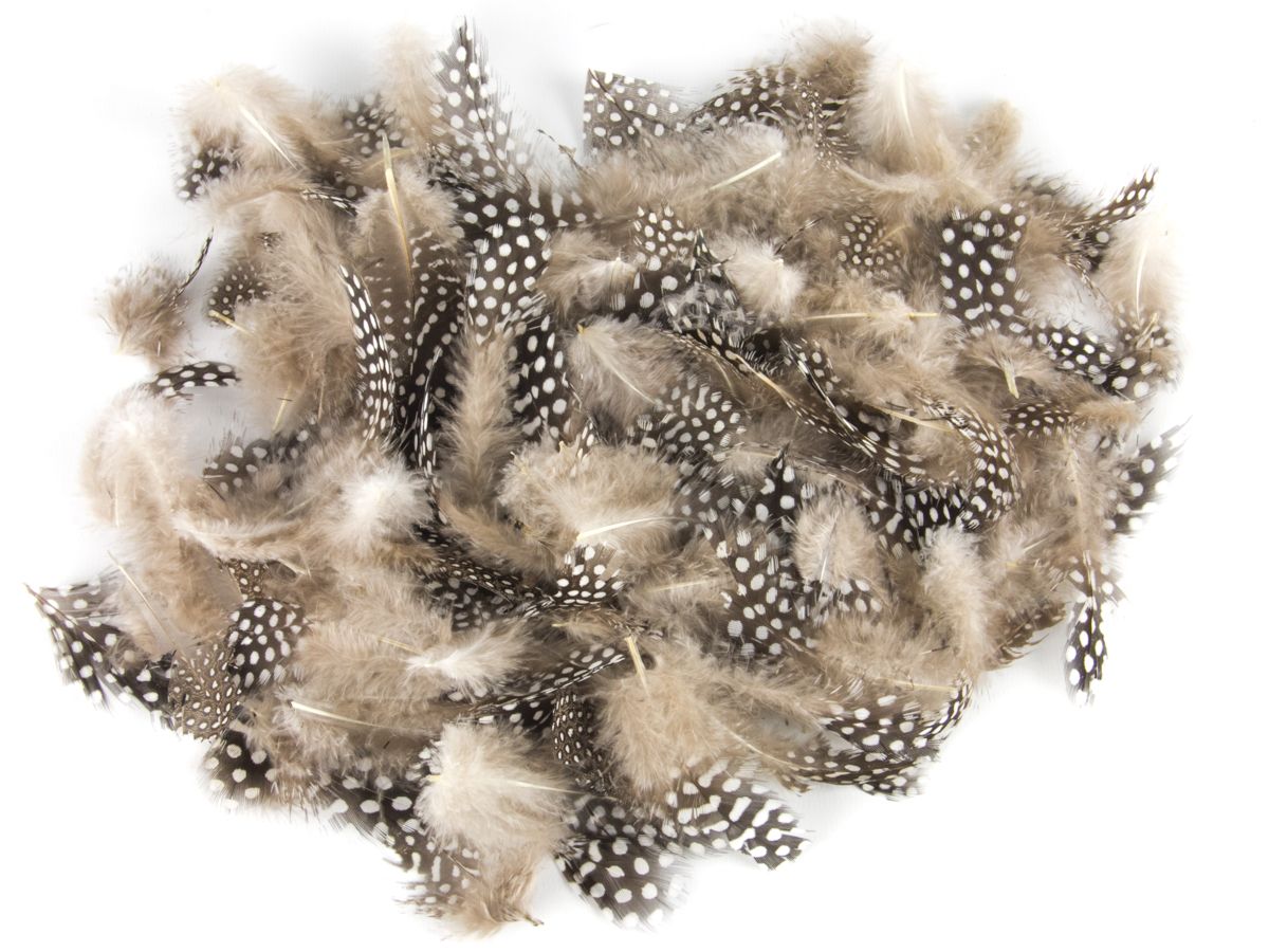 Guinea Fowl Feathers - Natural Craft Feather Packs | Feather Factory
