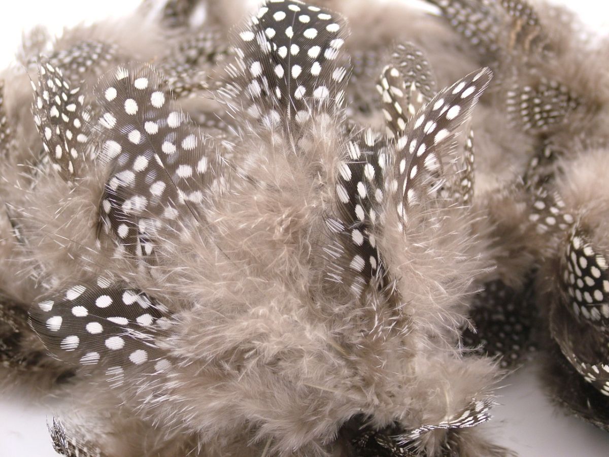 Guinea Fowl Feathers - Natural Craft Feather Packs | Feather Factory