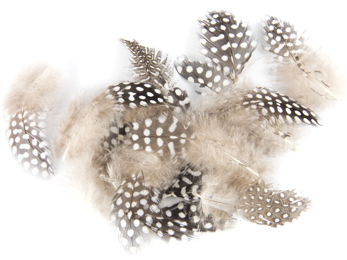 Guinea Fowl Feathers - Natural Craft Feather Packs | Feather Factory