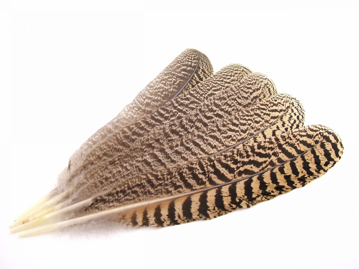 Peacock Feathers | Natural Peacock Wing For Hats & Decorations