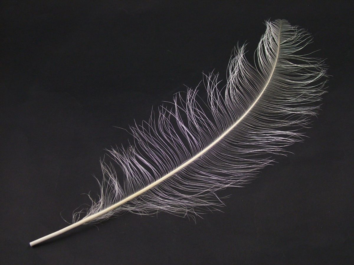 Fascinator Supplies | Treated Ostrich Feather | Feather Factory