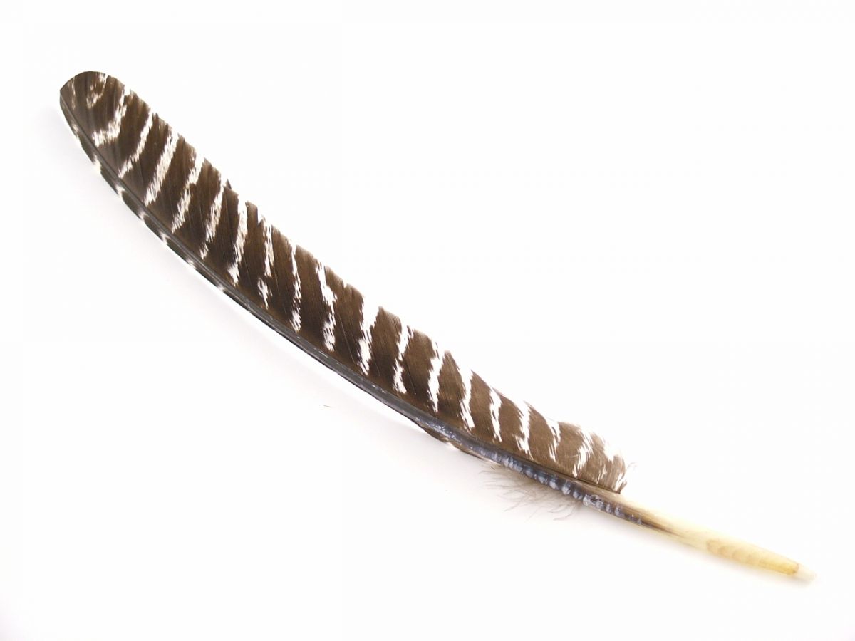 Bronze Turkey pointer feathers for costume, decoration and craft