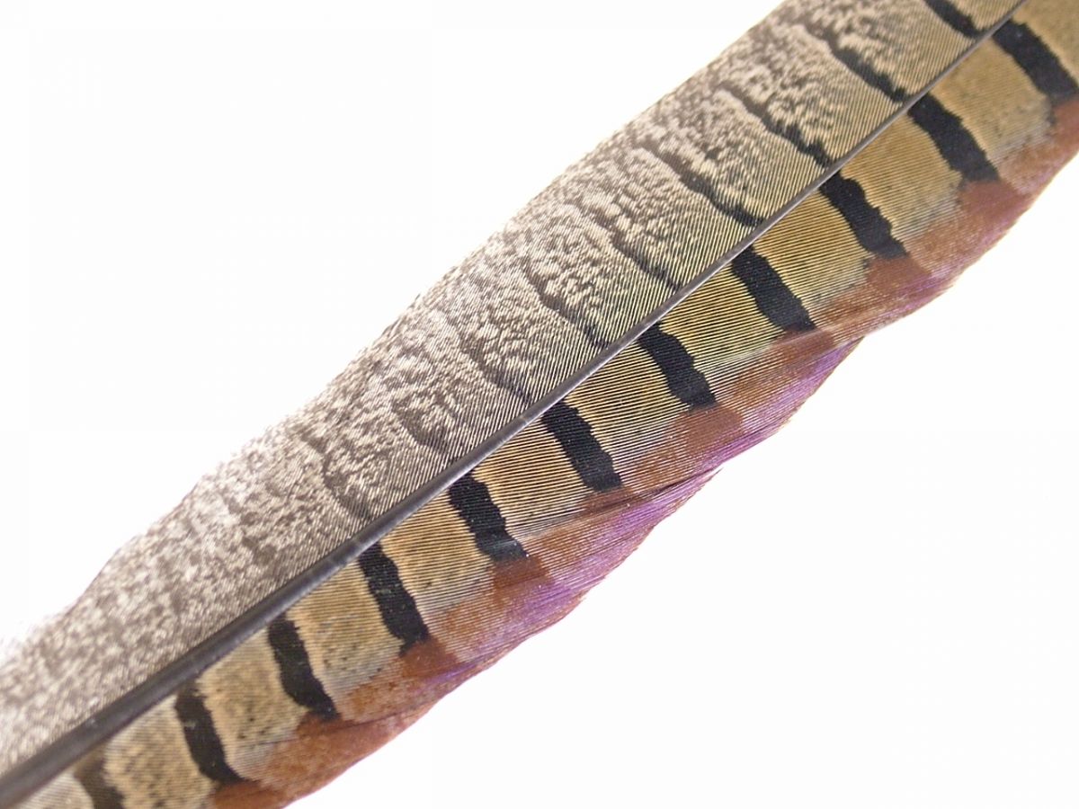 Male Ringneck Pheasant Side Tail feathers for tradtional hat mounts and ...