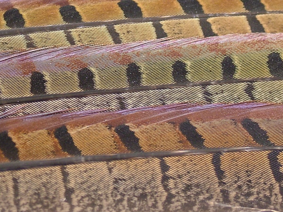Male Ringneck Pheasant Side Tail feathers for tradtional hat mounts and ...