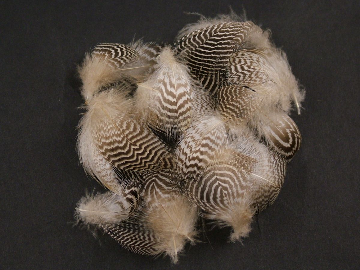 Peacock Feathers - Pack of Mottled Plumage | Feather Factory
