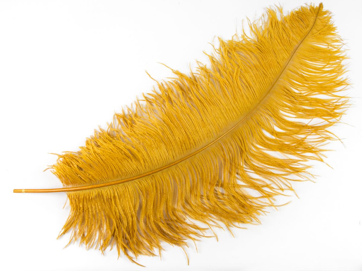 Extra Long Ostrich Premium Wing feathers
