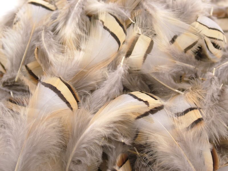 Natural French partridge plumage feathers for craft and decoration