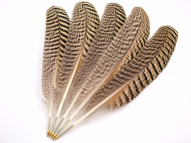 Feather Pens | Peacock Wing Ballpoint Pen