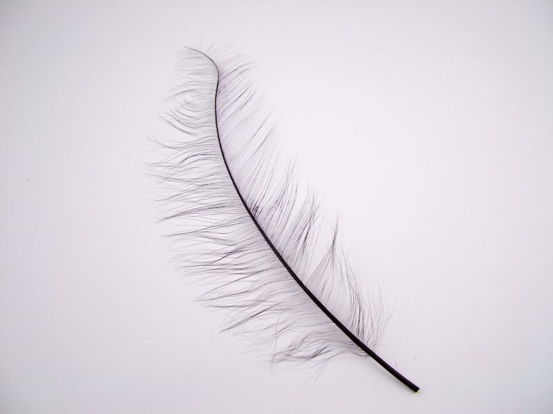 Fascinator Supplies | Treated Ostrich Feather | Feather Factory