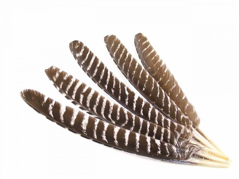 Bronze Turkey pointer feathers for costume, decoration and craft