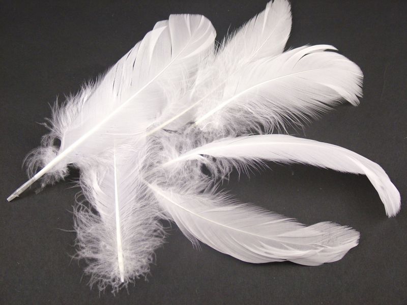 Large Goose plumage feathers ideal coverage on costumes and angel wings
